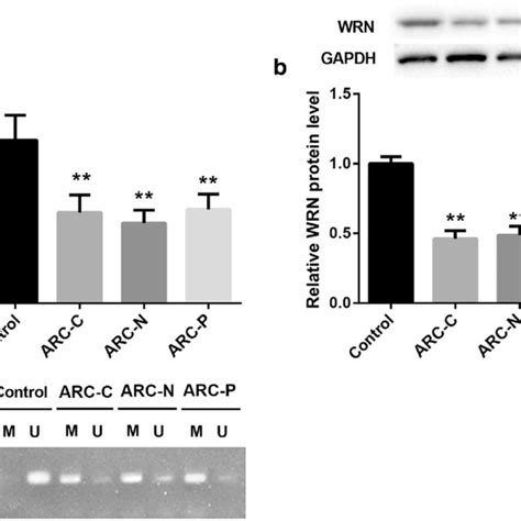 Pdf Wrn Inhibits Oxidative Stress Induced Apoptosis Of Human