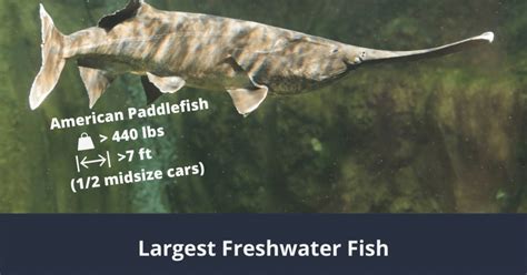 Los 10 peces de agua dulce más grandes del mundo
