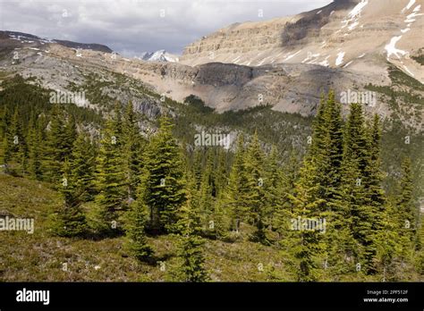 Subalpine Subalpine Fir Abies Lasiocarpa And White Spruce Picea