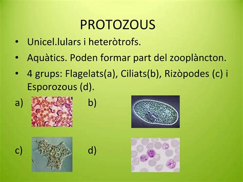 Regne Protoctists Ppt