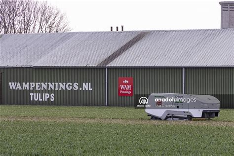 Hollanda da yapay zeka destekli robot Theo lale üretimindeki