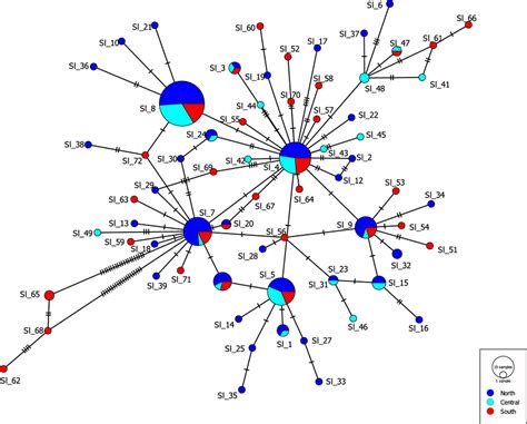 Minimum Spanning Network Showing The Relationships Between Haplotypes Download Scientific