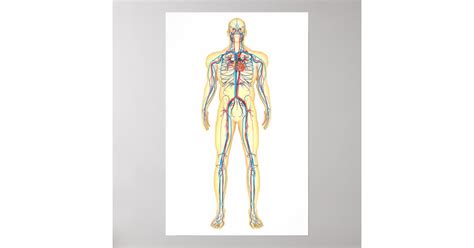Anatomie Van Het Menselijk Lichaam En Bloedsomloop Poster Zazzlenl