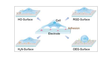 Surface Sensitive Imaging Analysis Of Cellmicroenvironment