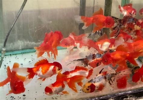飯田産 更紗琉金素赤琉金 更紗オランダ素赤オランダ 東錦など入荷 金魚やぶろぐ By 佐々木養魚場