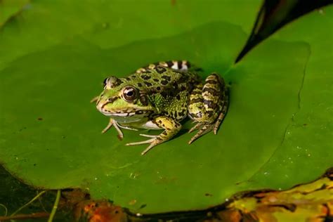 Frog Fauna Images Libres De Droit Photos De Frog Fauna Depositphotos