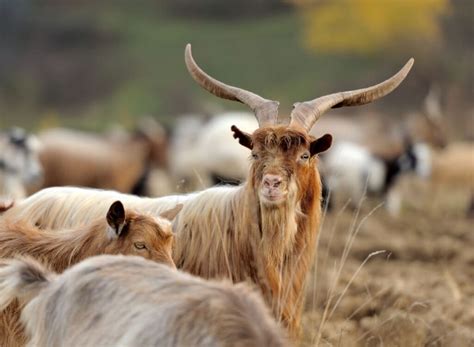Chyangra Goat History Origin Characteristics Size Lifespan Uses