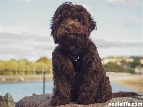 The Cutest Dog In The World 2024 Photos Oodle Life