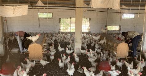 New Project Seeks To Improve Farm Level Antimicrobial Use In Senegal