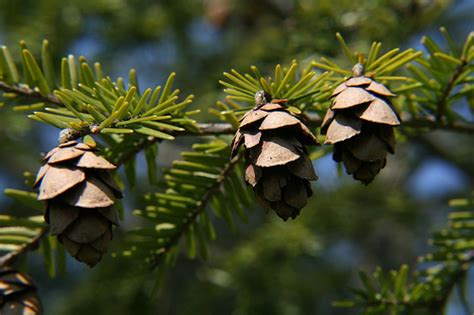 Eastern Hemlock Canadian Hemlock Coniferous Forest
