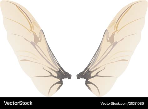 Wings Of Insect Royalty Free Vector Image Vectorstock