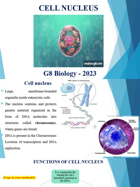1 Cell Nucleus Pdf