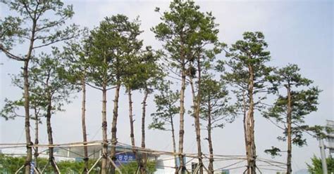 광주 100만 그루 나무심기 참여의 숲 가꾼다