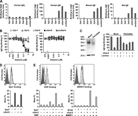 Binding Of Gal 9 To Ige Prevent Ige Antigen Complex Formation A