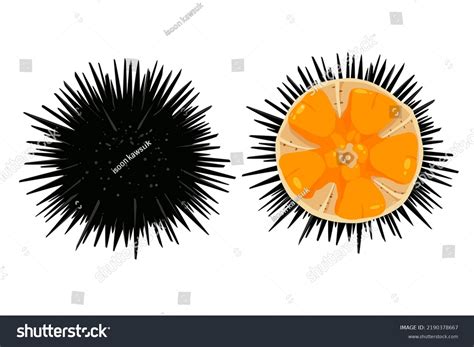 Echinoderm Over 1079 Royalty Free Licensable Stock Vectors And Vector