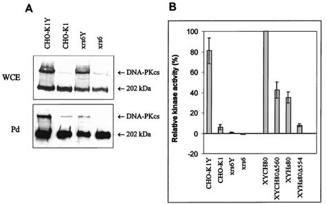 Interaction Of DNA PKcs With DNA And DNA PK Activity In The Absence Of Download Scientific