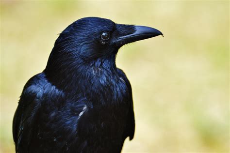 Krafttier Rabe Das sagt es über dich aus