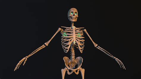 Sceleton 3d Model Rigged Cgtrader