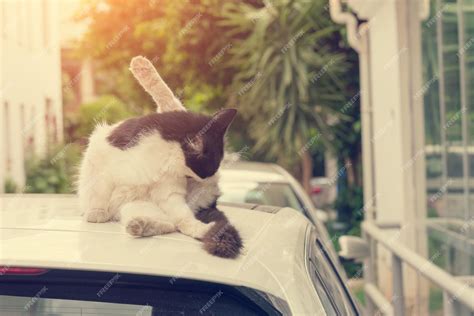 Gato Blanco Y Negro Lamiendo Su Pata En El Techo Del Auto Foto Premium