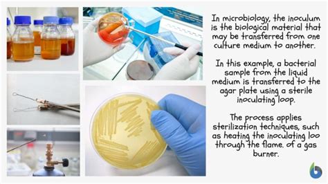Inoculum Definition And Examples Biology Online Dictionary