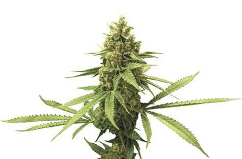 Judicialização Para Obter O Canabidiol Cbd O Que Você Precisa Saber