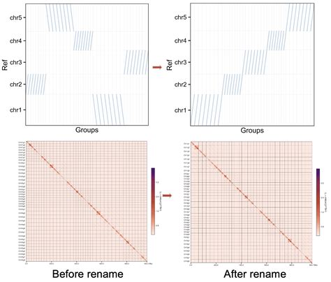 Rename C Phasing 文档