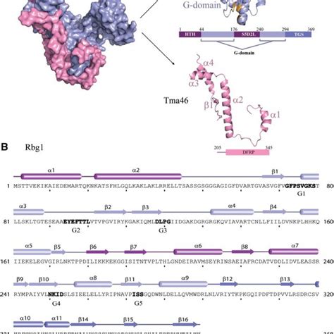 GTP binding and hydrolysis A Presence of mM GTP GTPγS or GDP