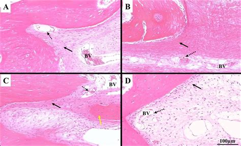 6 Hematoxylin And Eosin Stained Histological Sections After 6 Weeks Of