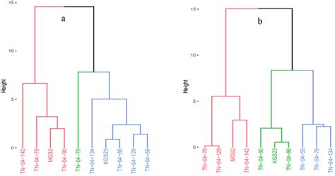 Dendrograms Of The Cluster Analysis And Similarity Coefficients Among