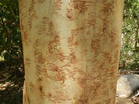 Tree Mendous Talents Blog NSW National Parks