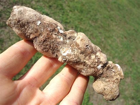Awesome Large Coprolite Recently Sold Fossils Prehistoric Florida