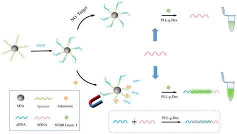 Chemosensors Free Full Text Enzyme Free Signal Amplification
