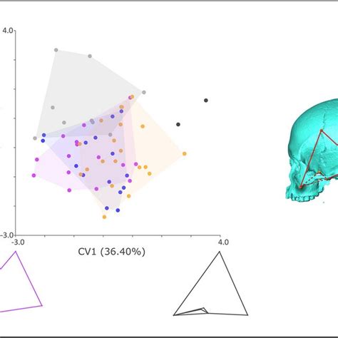 Left Cva Showing Neurocranial Shape Variation Amongst Dietary Groups Download Scientific