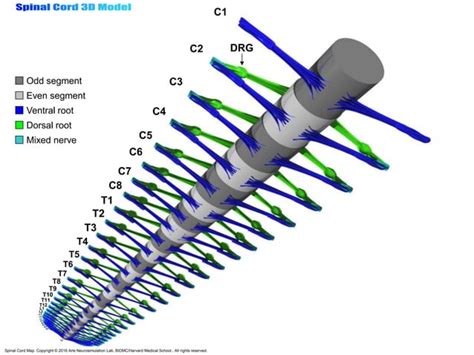 Spinal Cord Connectome Part 1 Pdf