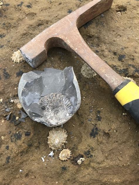 New Hammer Collecting Gear The Fossil Forum