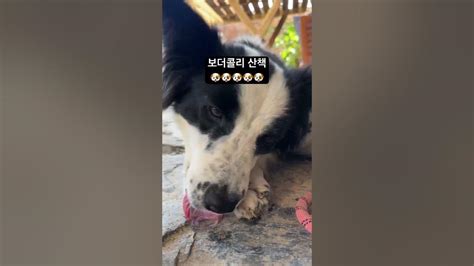 견주의 자격 보더콜리 Bordercollie 강아지 달리기 Youtube