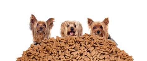 Alimentación de un Yorkshire terrier MEJORES PIENSOS