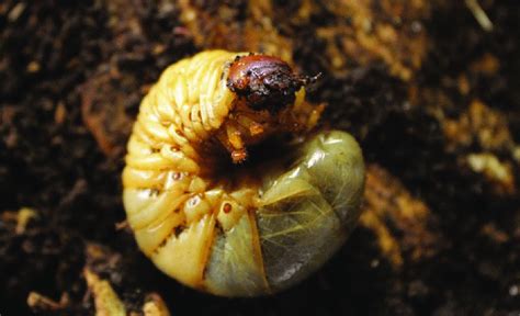 Phileurus Didymus Third Instar Larvae Download Scientific Diagram