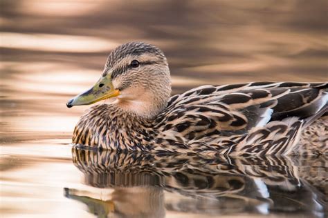 Nikon Wrong Color Representation In The Image Photography Stack