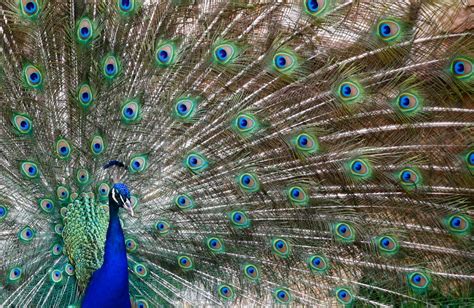 United Bars Womans Emotional Support Peacock From Flight