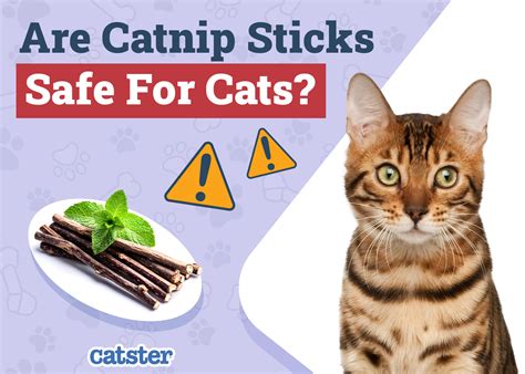 Are Catnip Sticks Safe For Cats Vet Reviewed Health And Safety Explored Catster