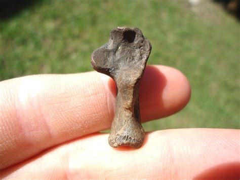 Choice Raccoon Calcaneum Recently Sold Fossils Prehistoric Florida