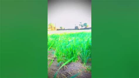 🌾😍 Gahu Youtube