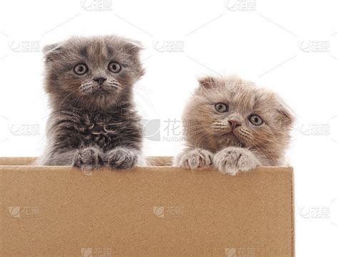 两只小猫在盒子里。
