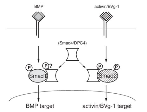 Model For Intracellular Cross Talk Between Activin And Bmp Signaling Download Scientific