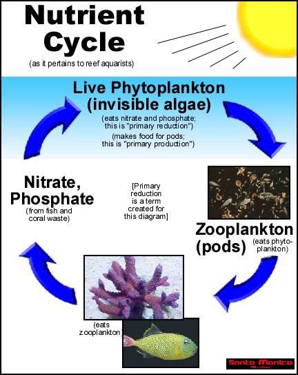 Nutrient Cycle Diagram R Reeftank