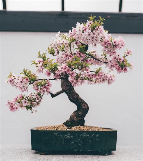 Wealldiesomedaysomehow Cherry Blossom Bonsai Tree Bonsai Seeds