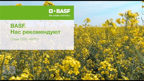 Отзыв о применении препаратов BASF на полях ООО «ВИРТ» в Алтайском крае ...