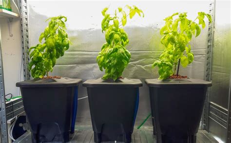 How To Clean Hydroponic System Step By Step Guide Growee