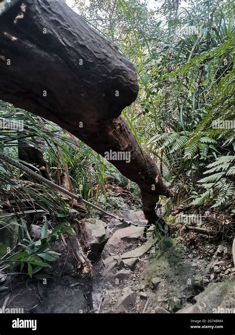 Fallen Tree Trunk Lying On Forest Hiking Path Between Dense Foliage And Trees In Malaysia